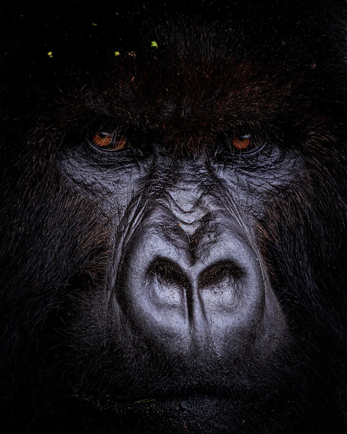 Ronan Donovan Photo & Film