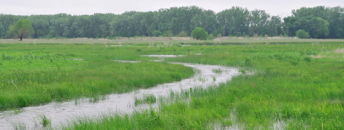 What Is a Wetland? — The Wetlands Initiative