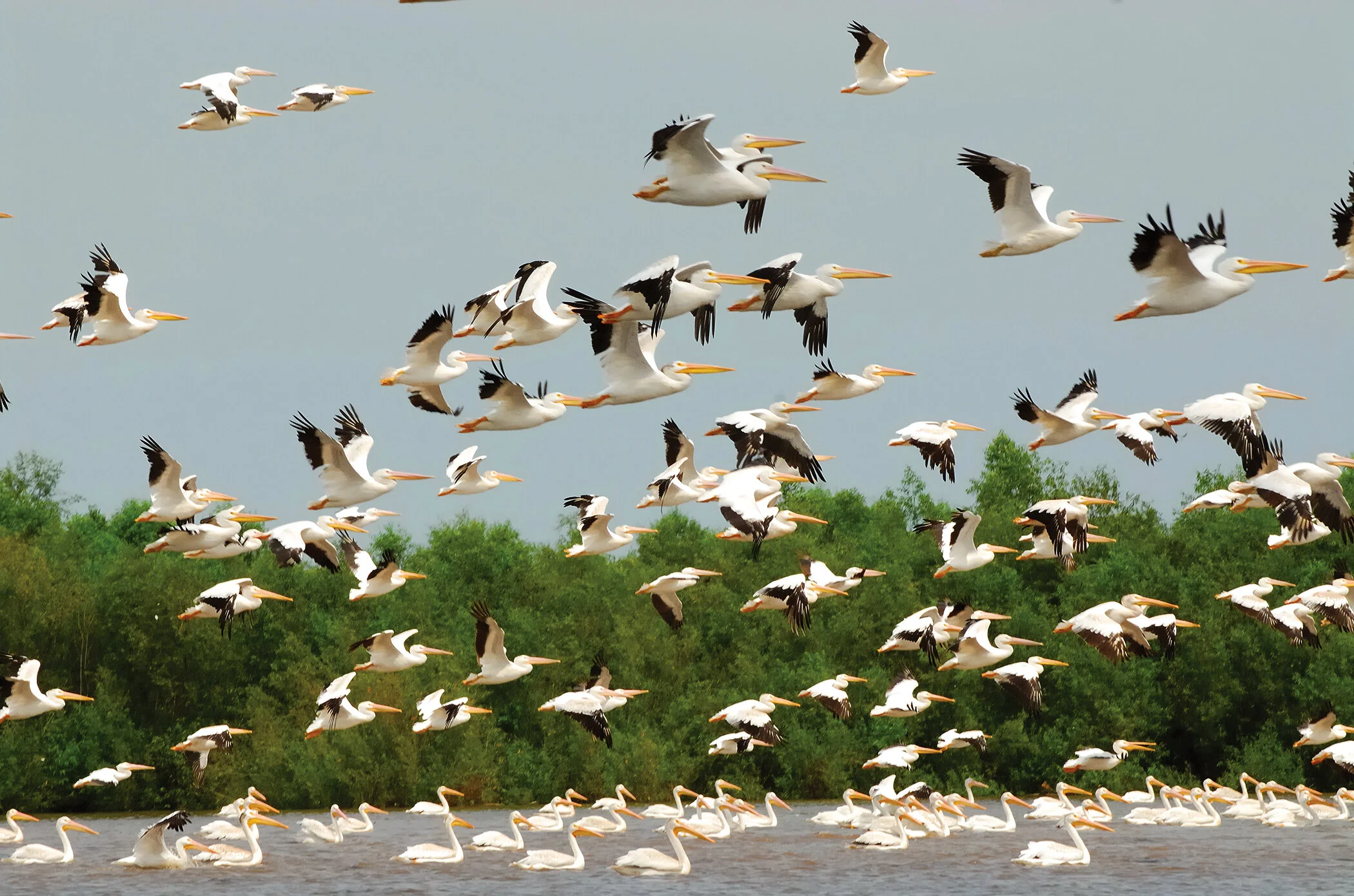 Restoring wetlands: A path into the future — The Wetlands Initiative