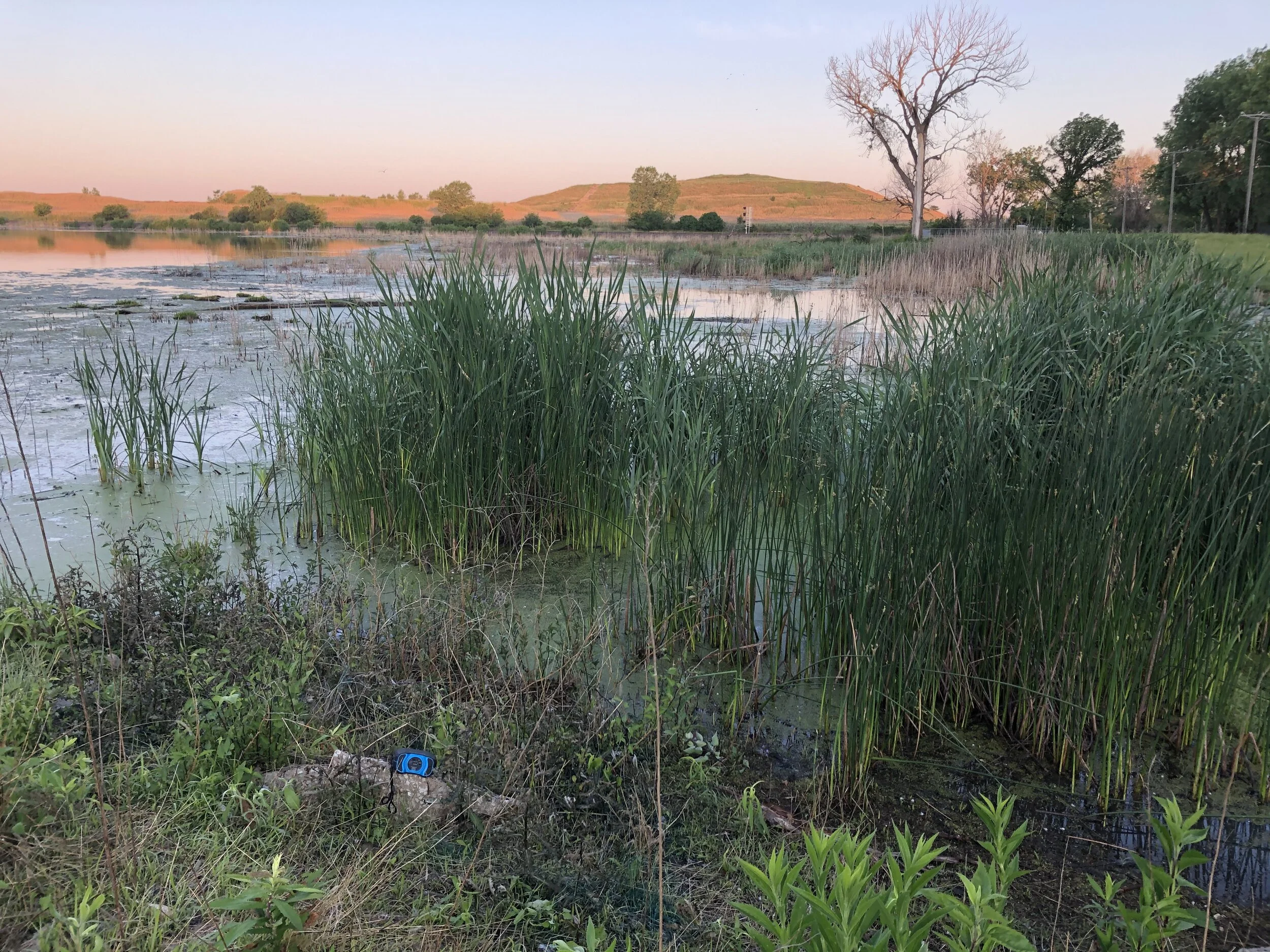 Mornings with marsh birds — The Wetlands Initiative