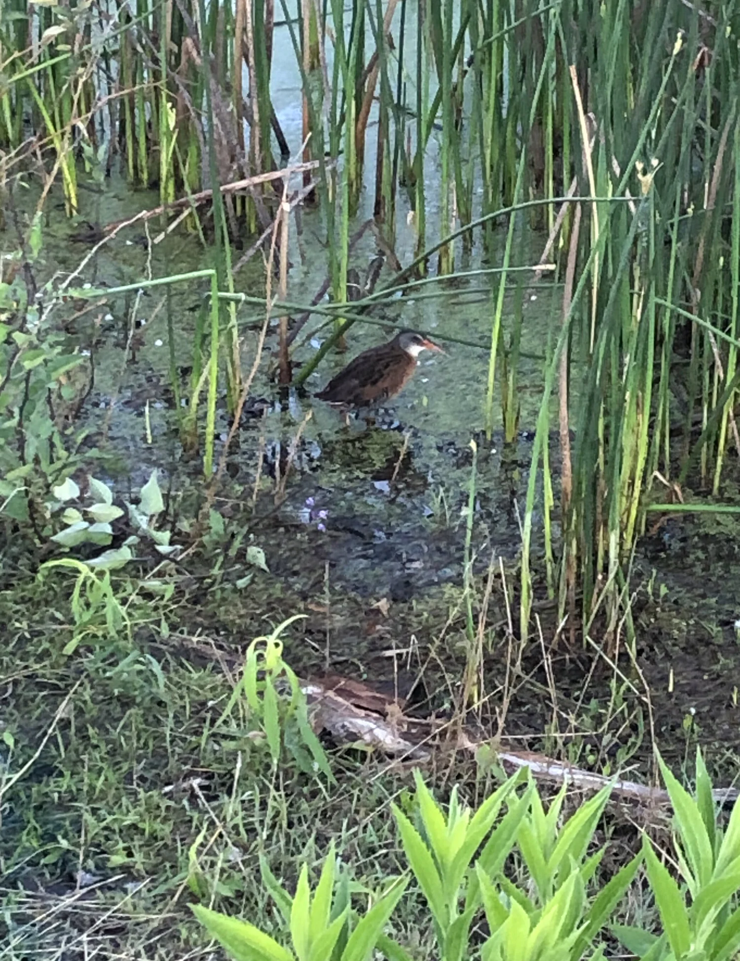 Mornings with marsh birds — The Wetlands Initiative