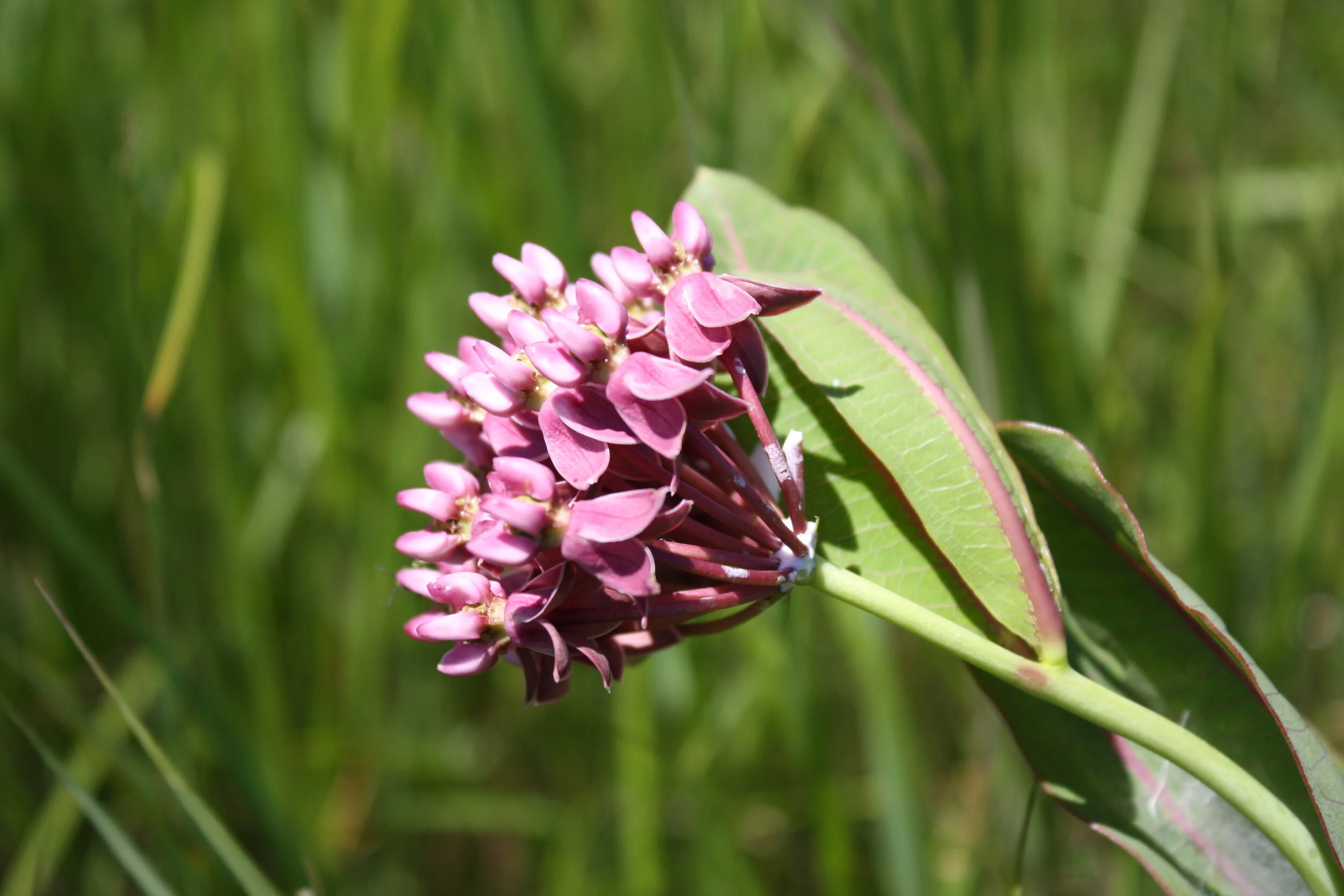 Milkweed project helps keep monarchs flying across Illinois — The ...