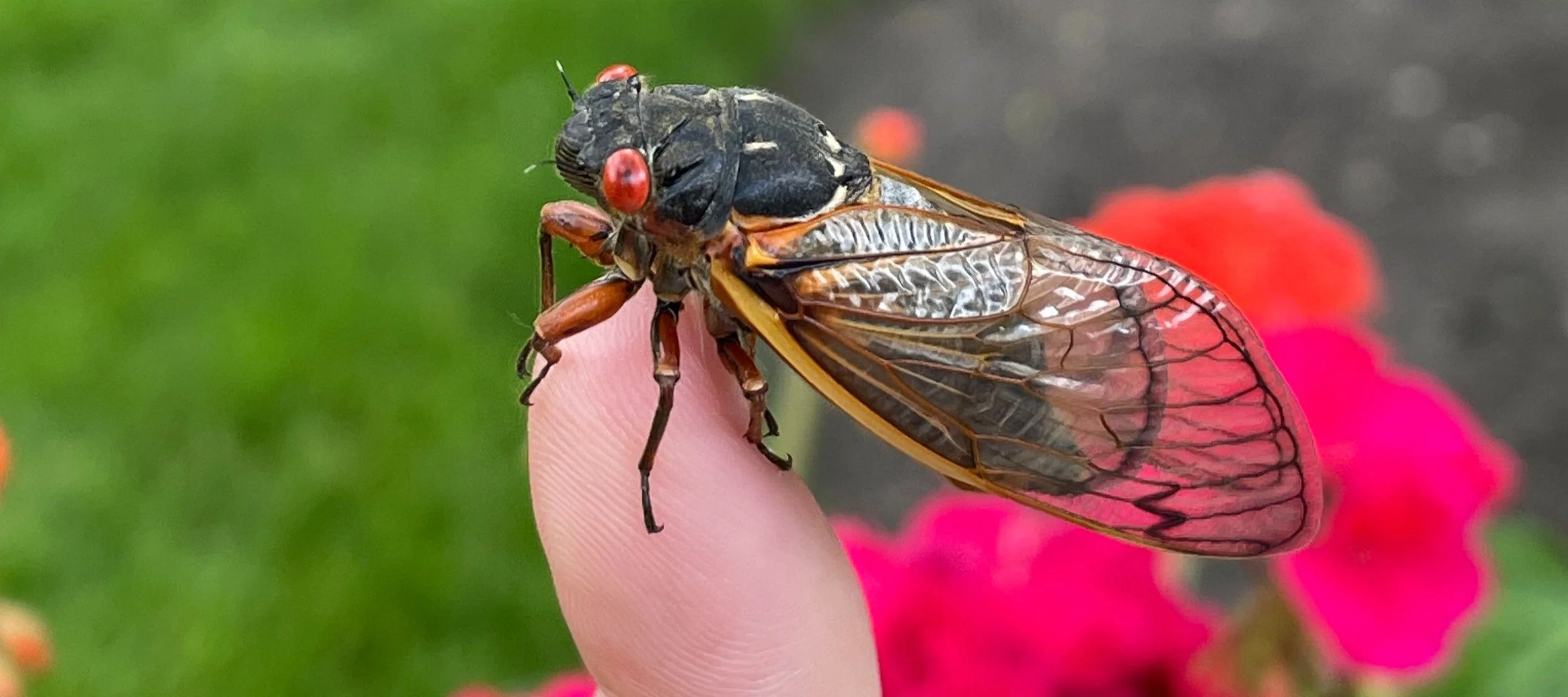 Year of the Cicada — The Wetlands Initiative