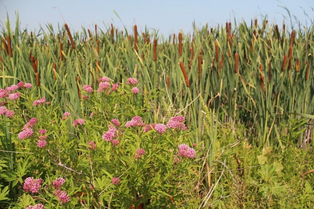 Plant power: Ecologists map vegetative makeup of Smart Wetlands to ...