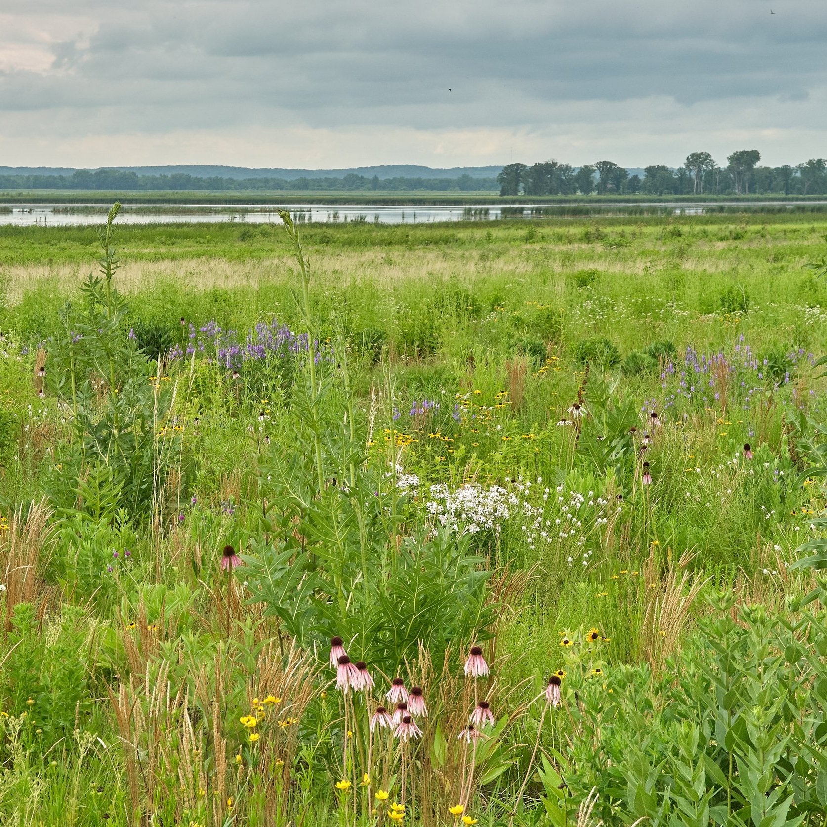 Job Opportunities — The Wetlands Initiative Job Opportunities — The Wetlands Initiative