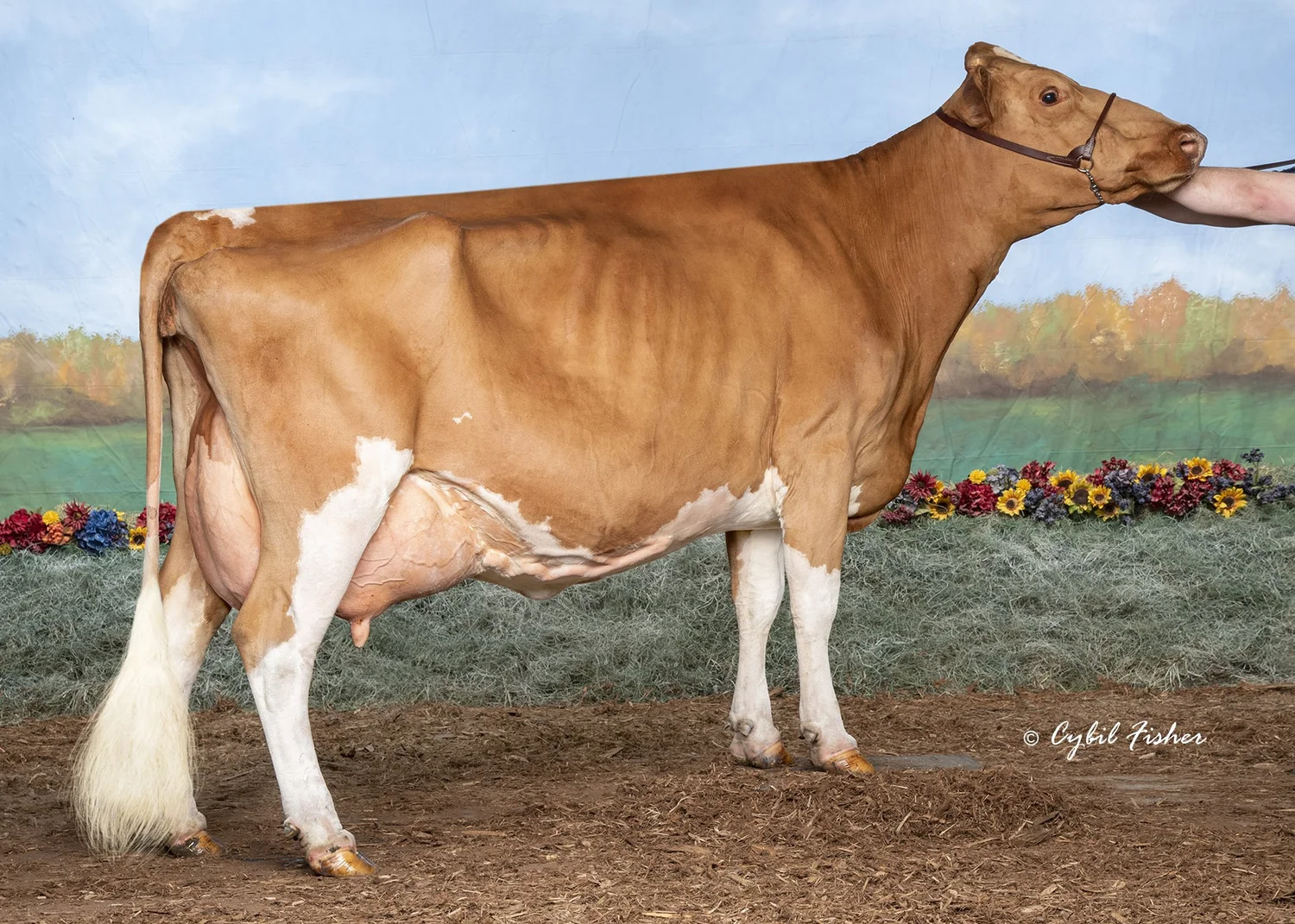 Current Herd — Sunny Knoll EcoFarm