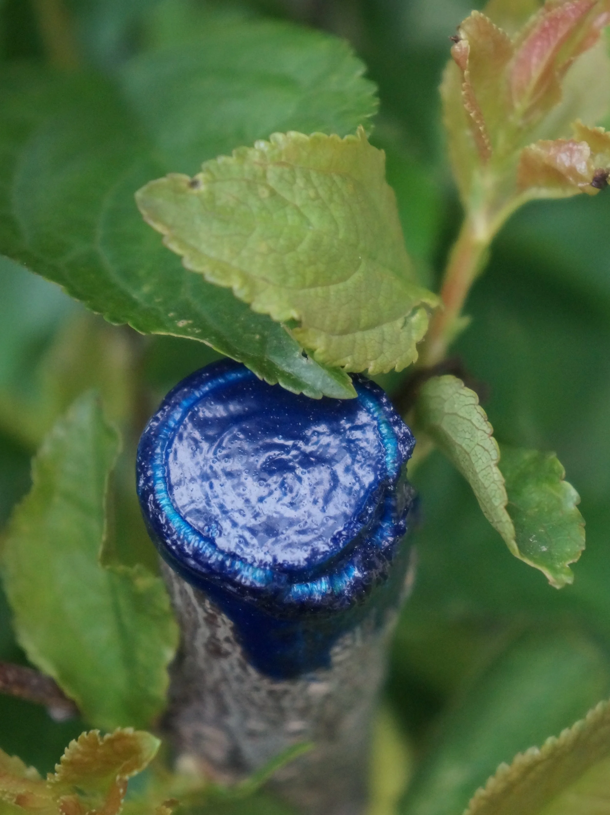 PruneTec®PruneTec pruning wound grafting sealant orchard vineyard ...