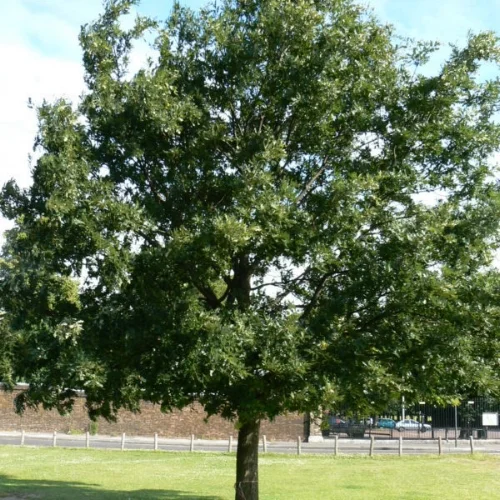 Common Oak (Quercus calliprinos) — Center for the Study of the Built ...