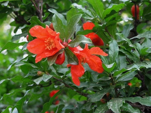 Pomegranate (Punica granatum) — Center for the Study of the Built ...