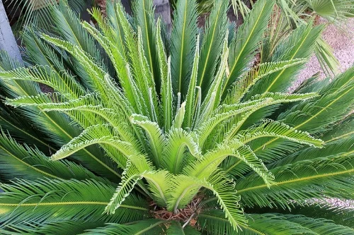 Cycad Life Cycle