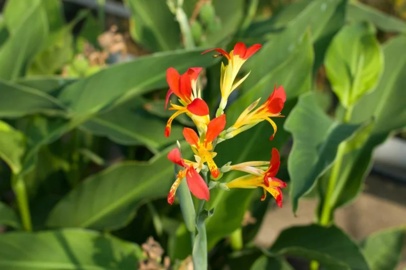 Indian Shot (Canna indica) — Center for the Study of the Built Environment