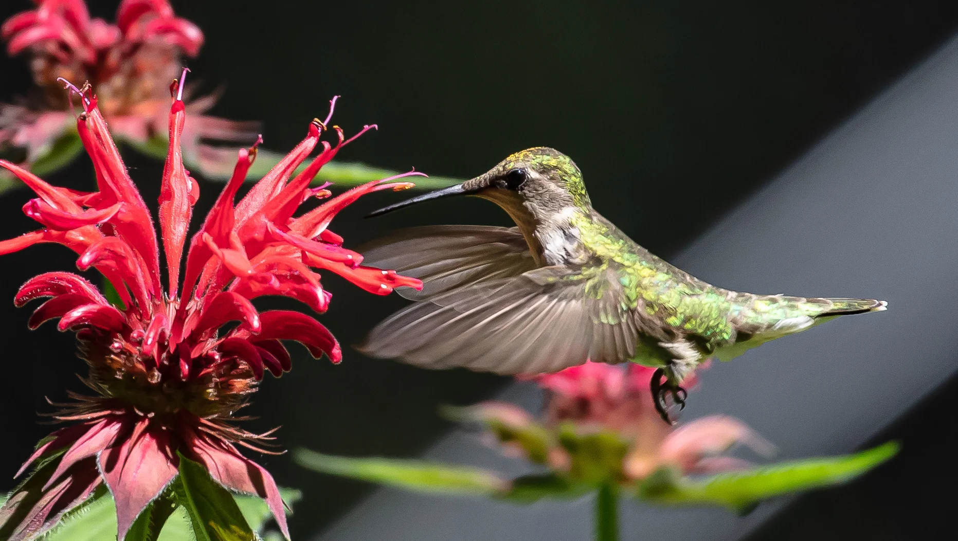 2019 HUMMERS — Charles Daviet Photography
