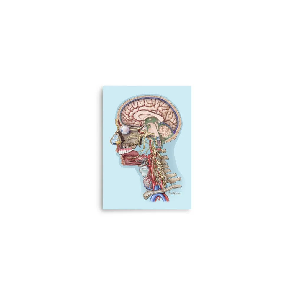 Head & Neck Anatomy Poster - Small & Medium — Peter M Lawrence