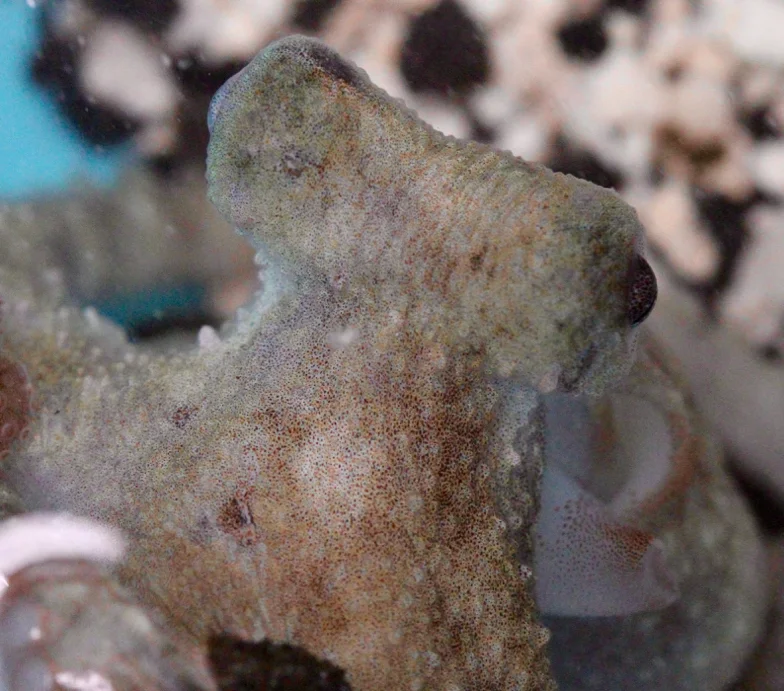 Our Animals — Crook Laboratory