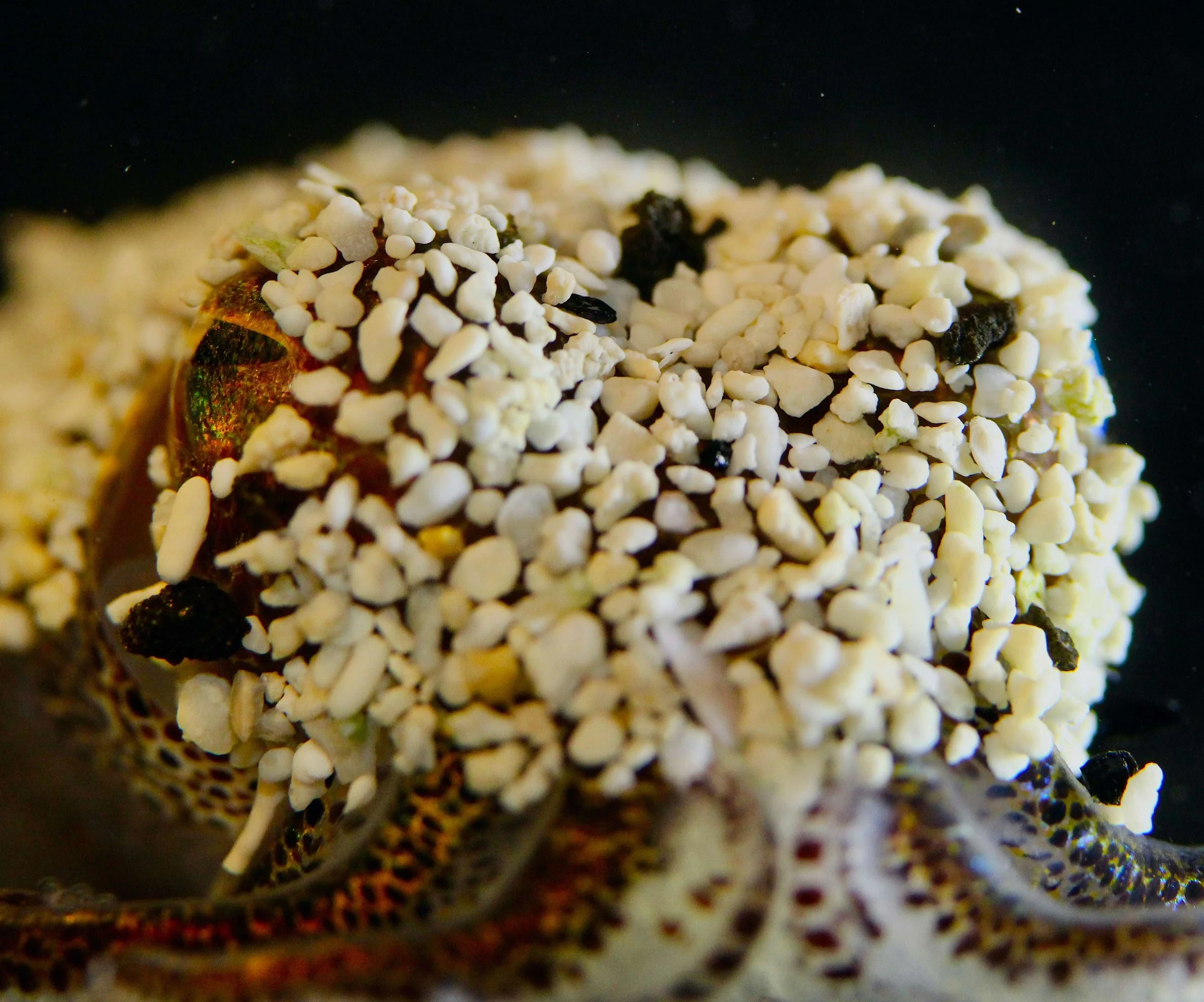 Our Animals — Crook Laboratory