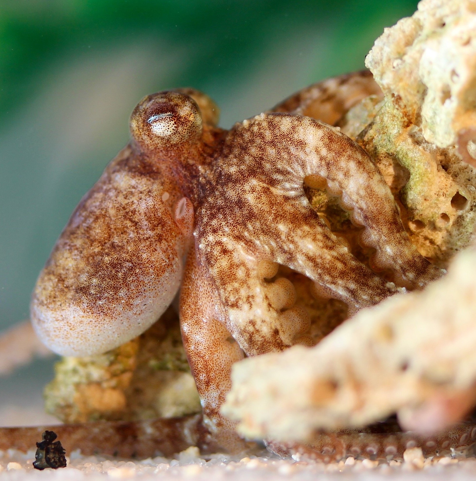 Our Animals — Crook Laboratory