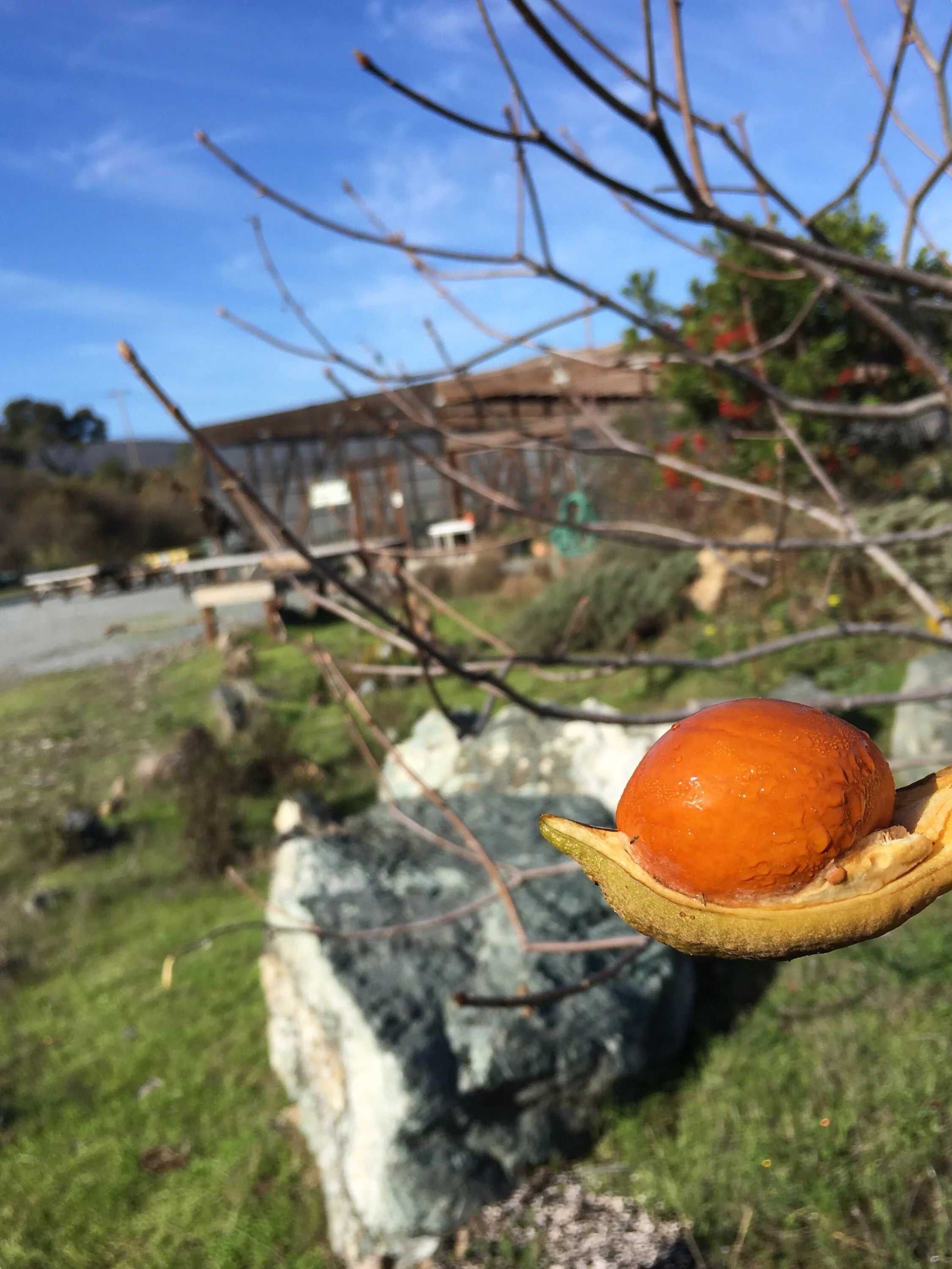 California Buckeye (Aesculus californica) *standard price* — San Bruno ...