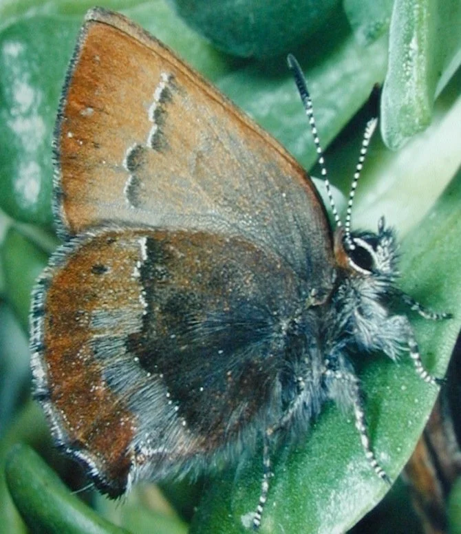 Elevate the Elfin — San Bruno Mountain Watch