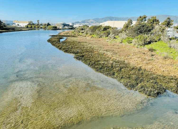 Colma Creek Collective — San Bruno Mountain Watch