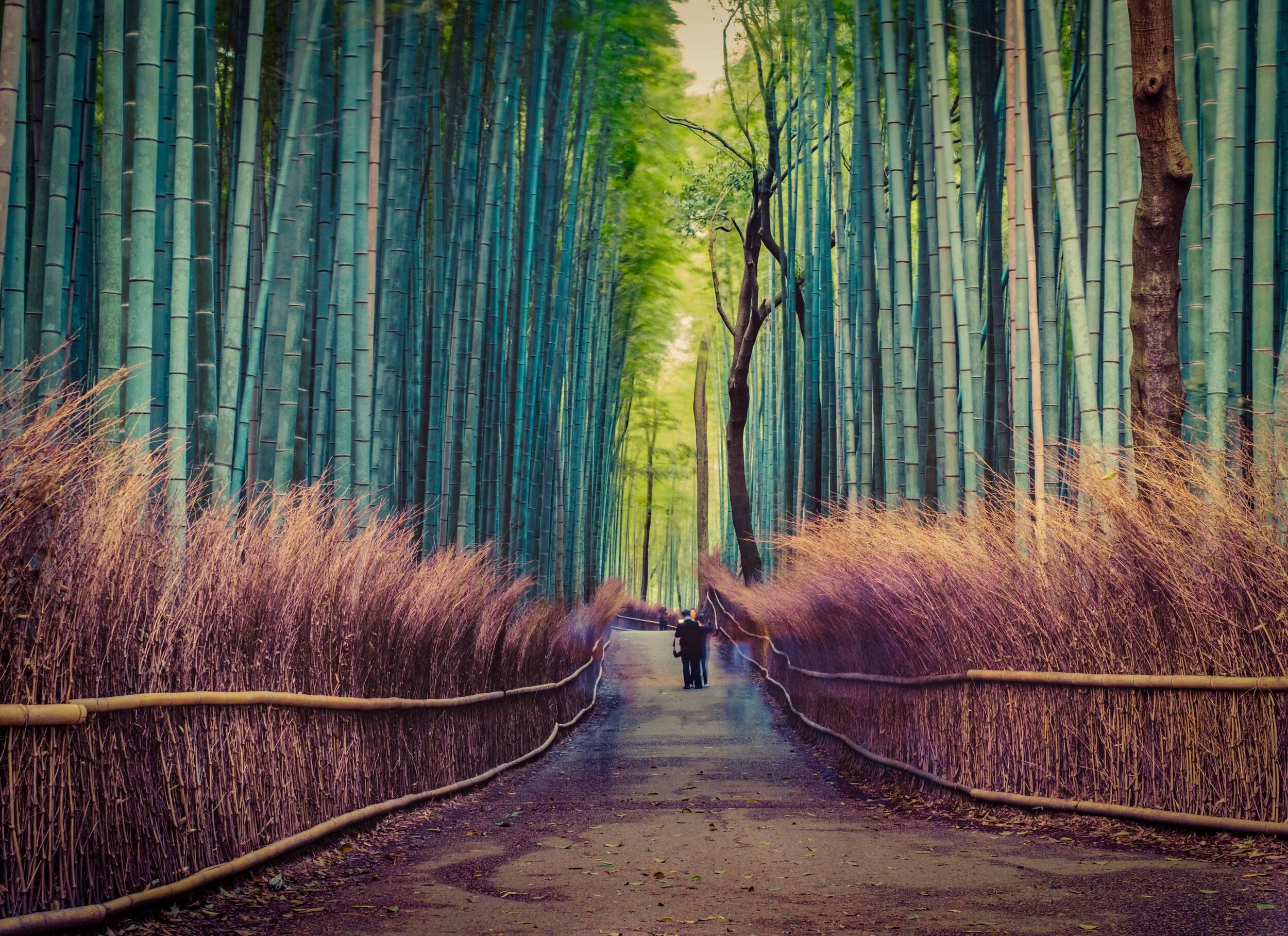 Japan Photo Tours