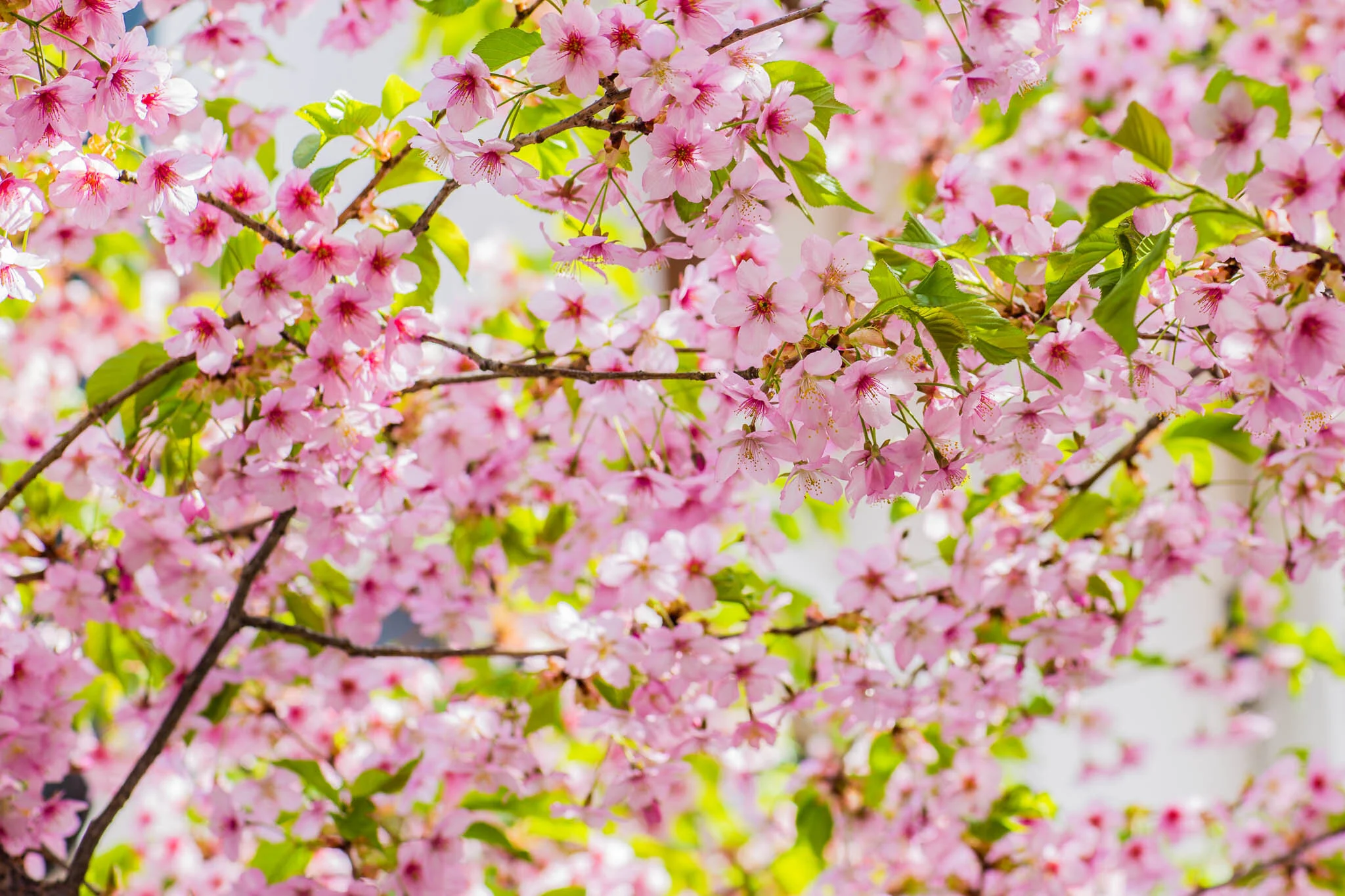 Japan Spring Photography Gallery Photo Courses & Photo Tours