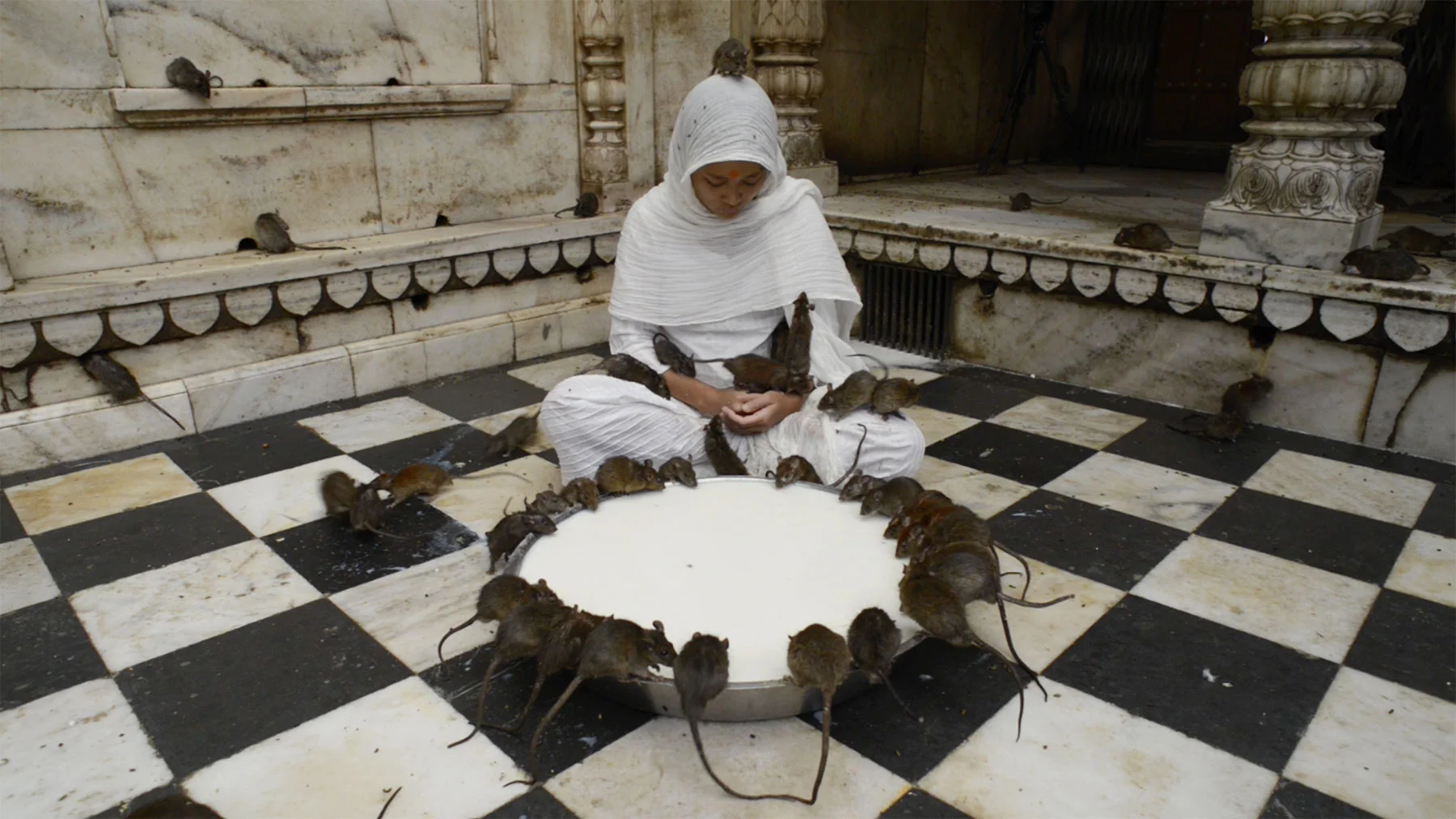 Rat Temple, India — Miru Kim