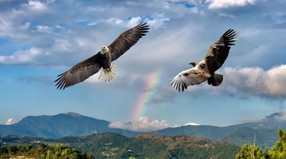 Robin Whyatt, DrPH: Uniting the Condor and the Eagle — Poisoning Our ...