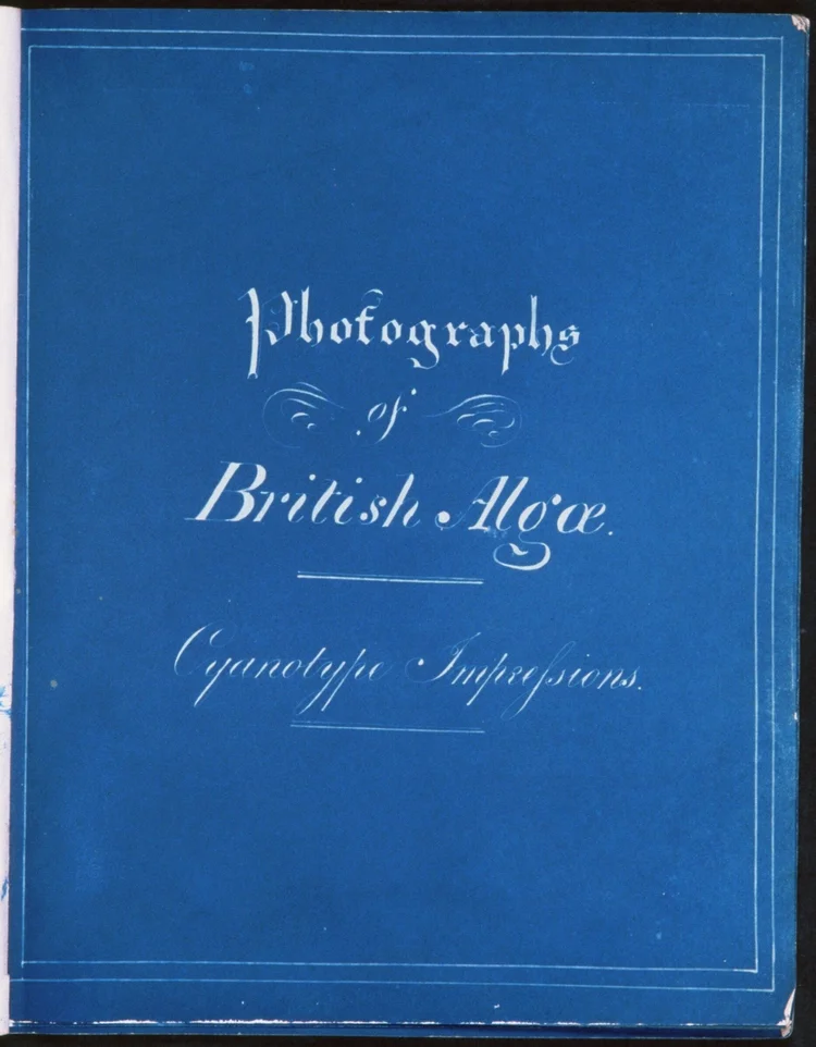Navigating Boundaries in the Photography of Anna Atkins — Lady Science