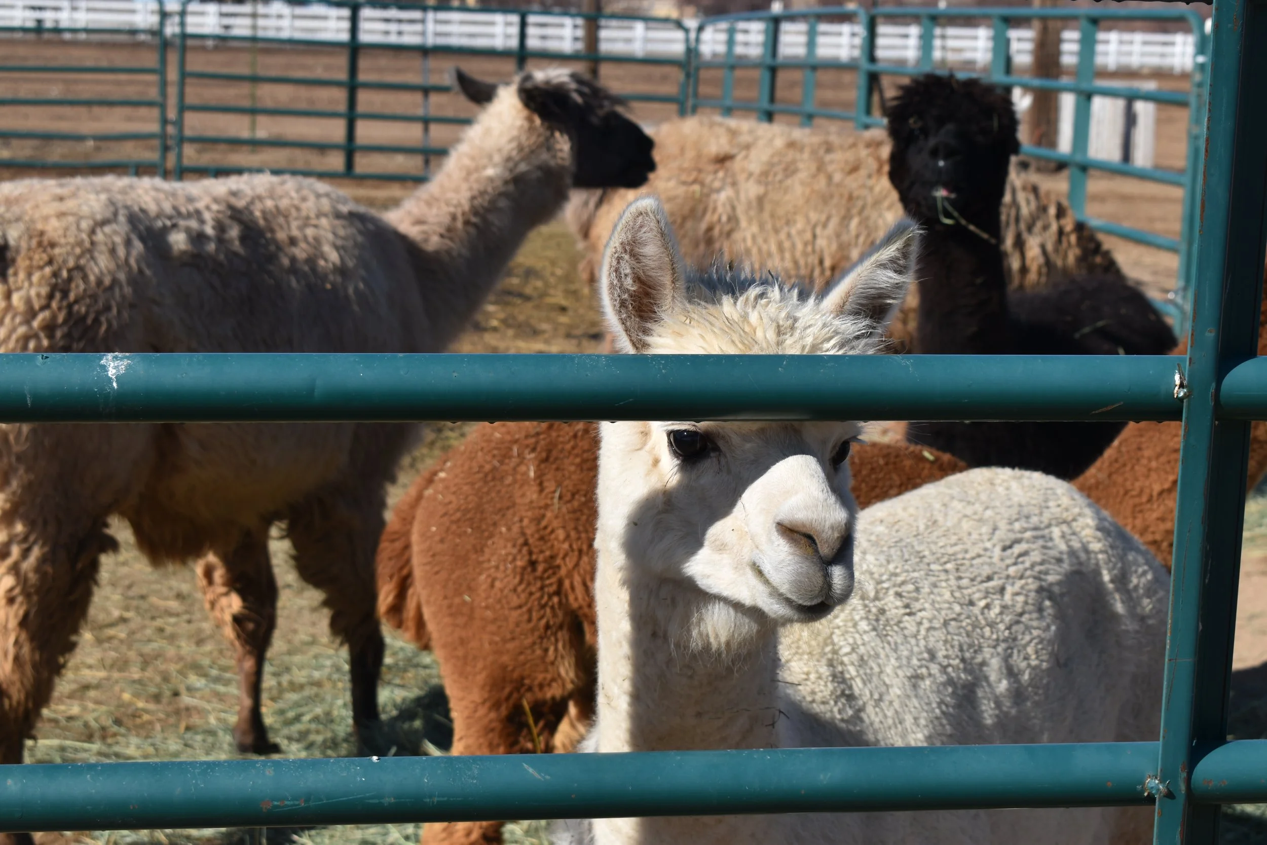 Behind the Barn Doors at the Andelin Family Farm — Our Town Reno