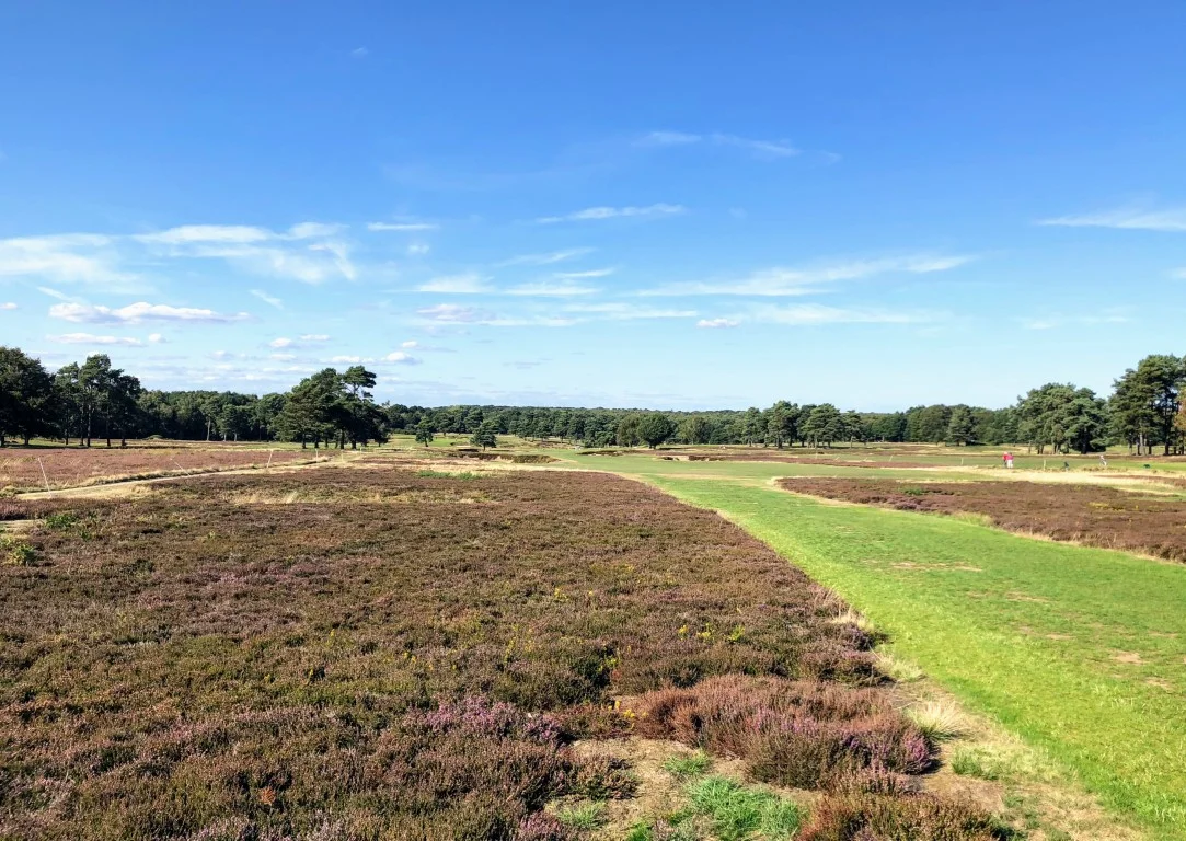 Walton Heath Golf Club (Old) | Golf Course Review — UK Golf Guy