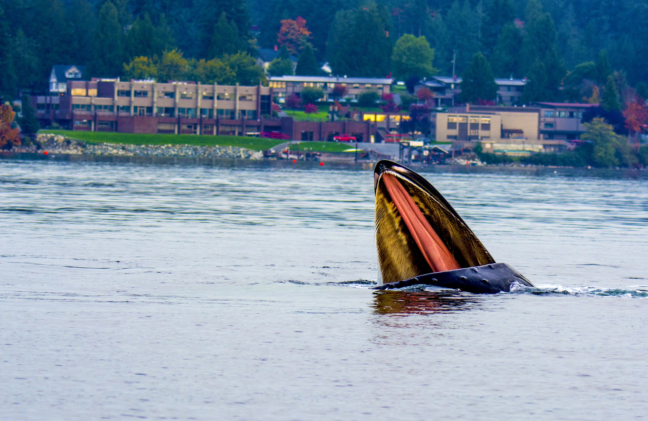 Gallery — Mill Bay Marina