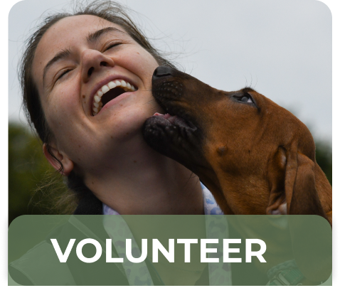 Helping Hounds Dog Rescue