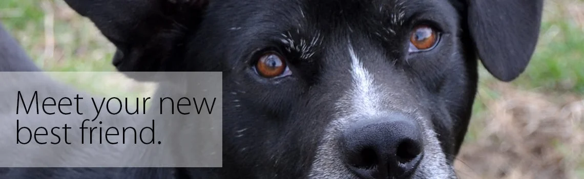 Helping Hounds Dog Rescue