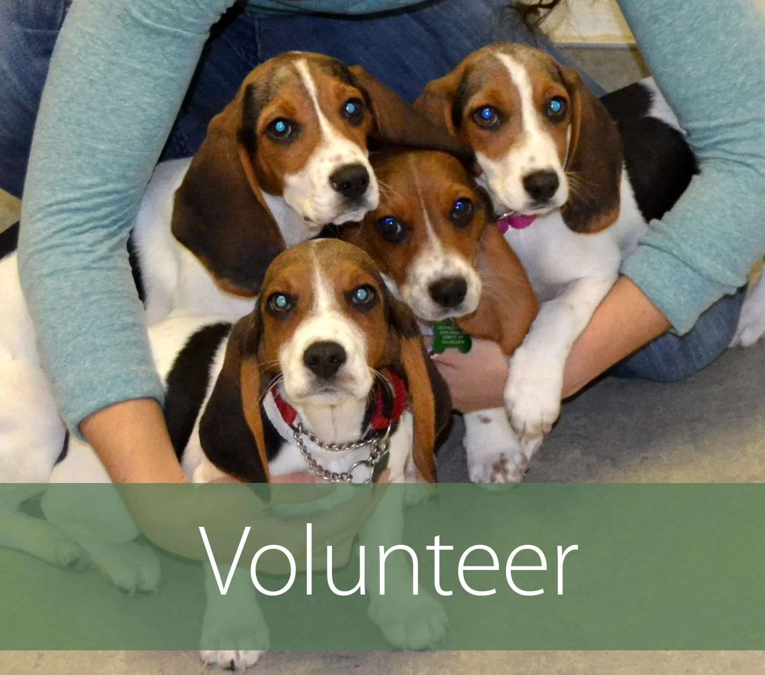 Helping Hounds Dog Rescue