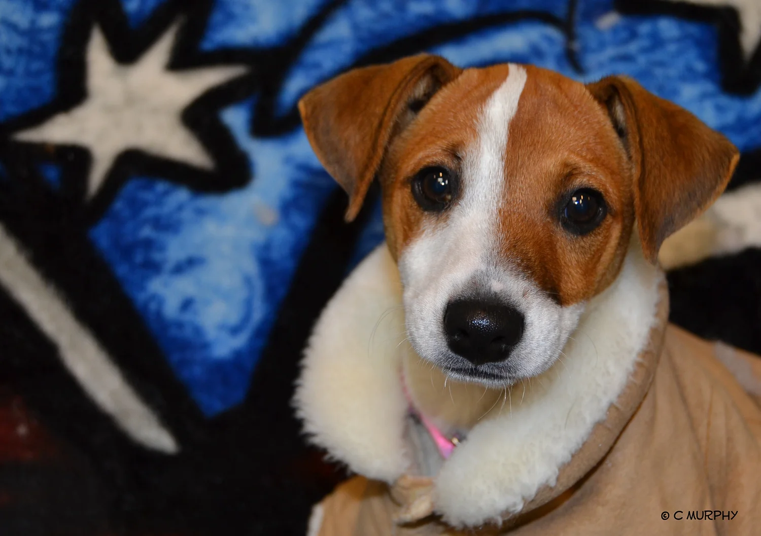 Donate Now — Helping Hounds Dog Rescue