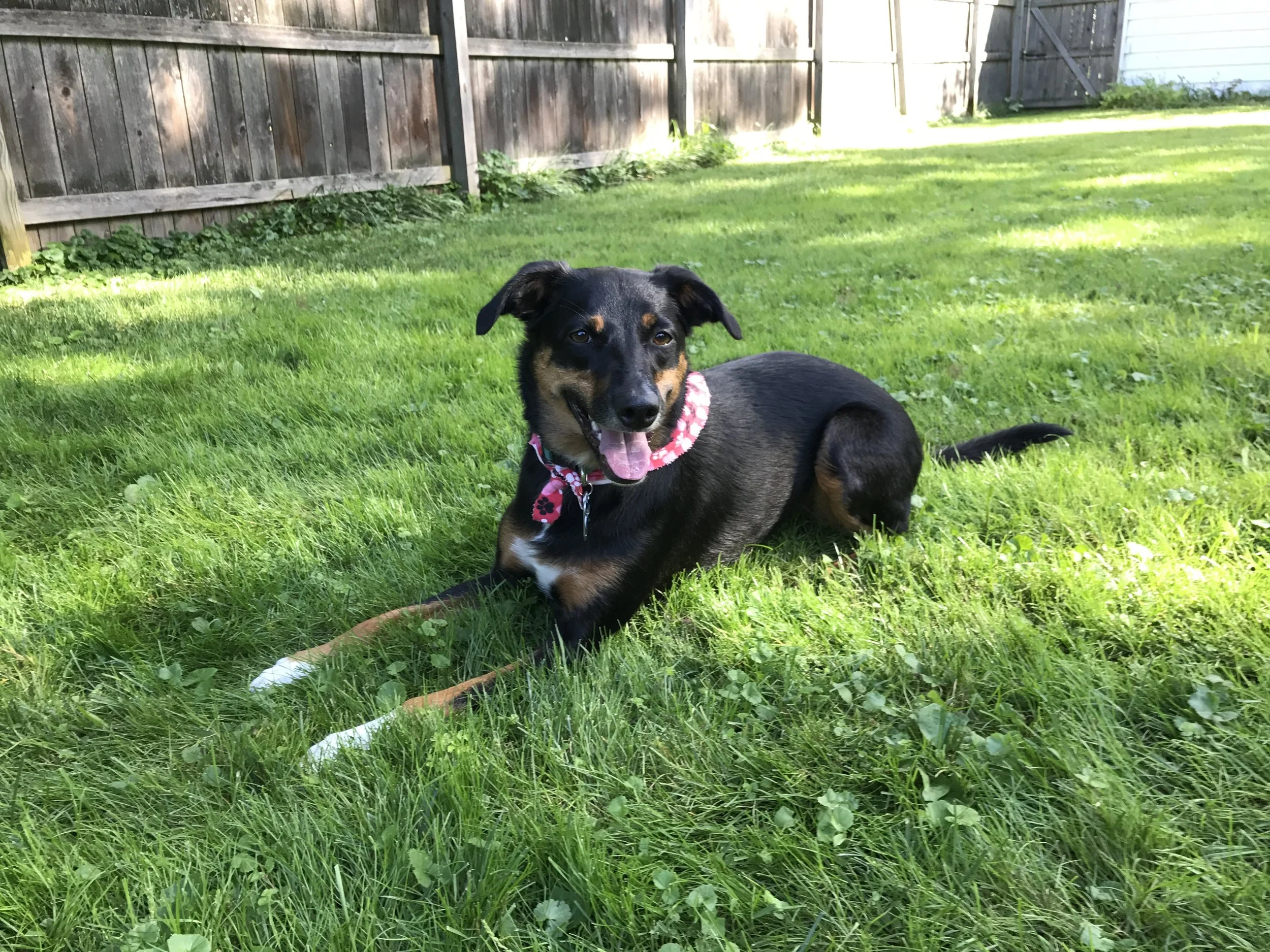 From One of the Pack to Pampered Princess — Helping Hounds Dog Rescue