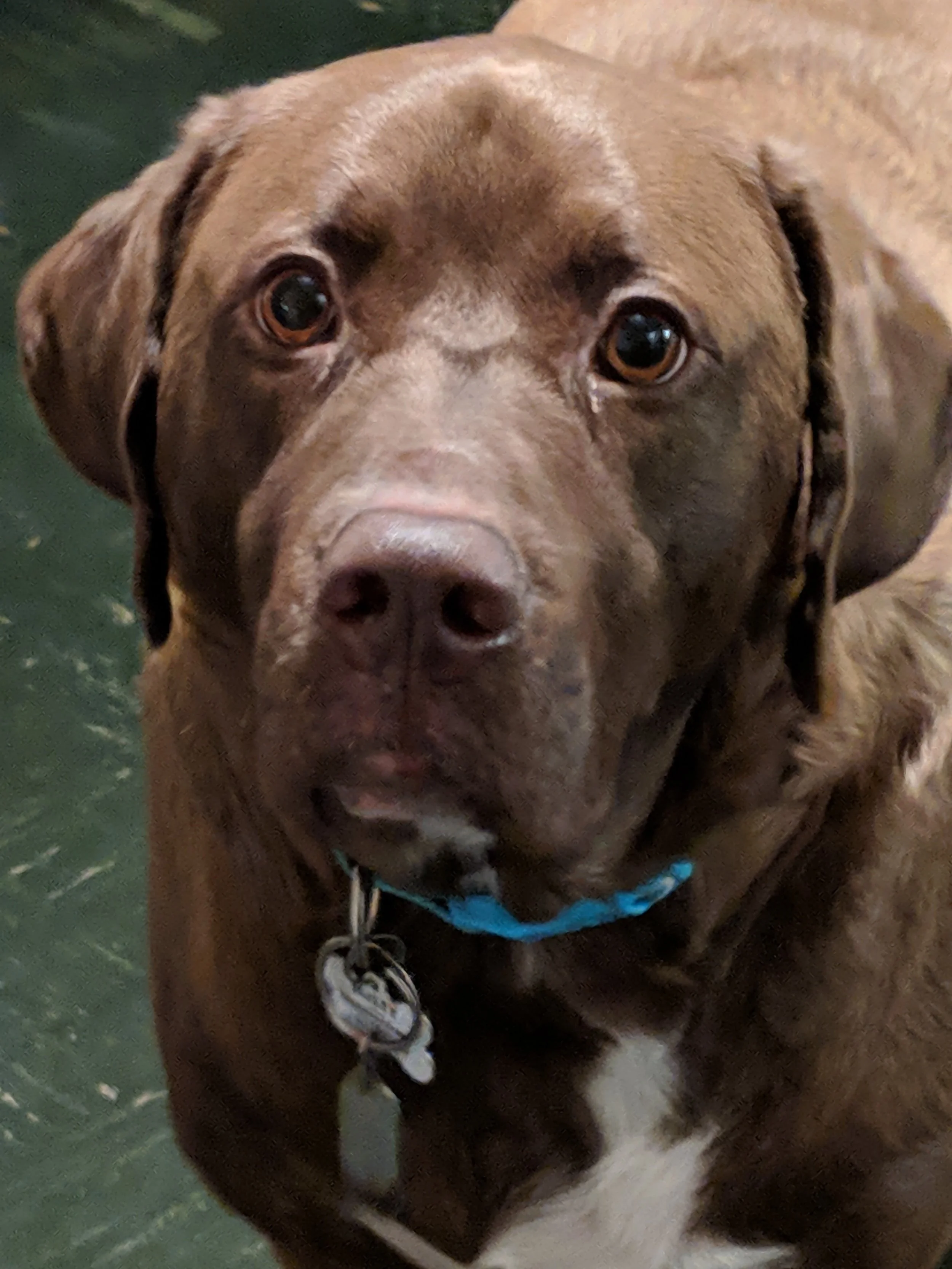 New Leash on Life Blog — Helping Hounds Dog Rescue