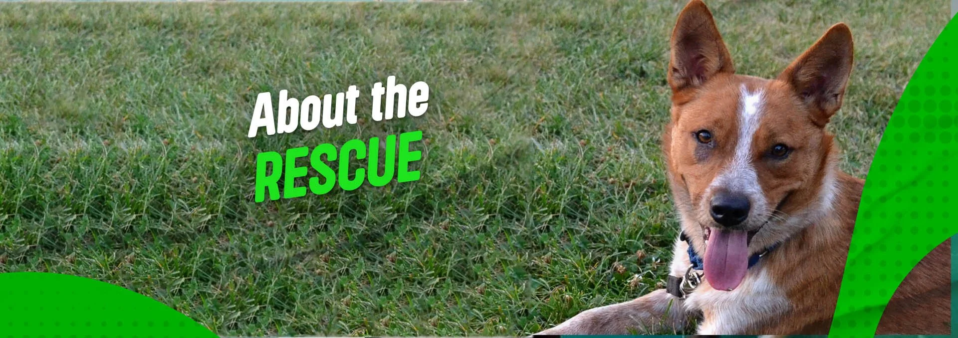 About the Rescue — Helping Hounds Dog Rescue