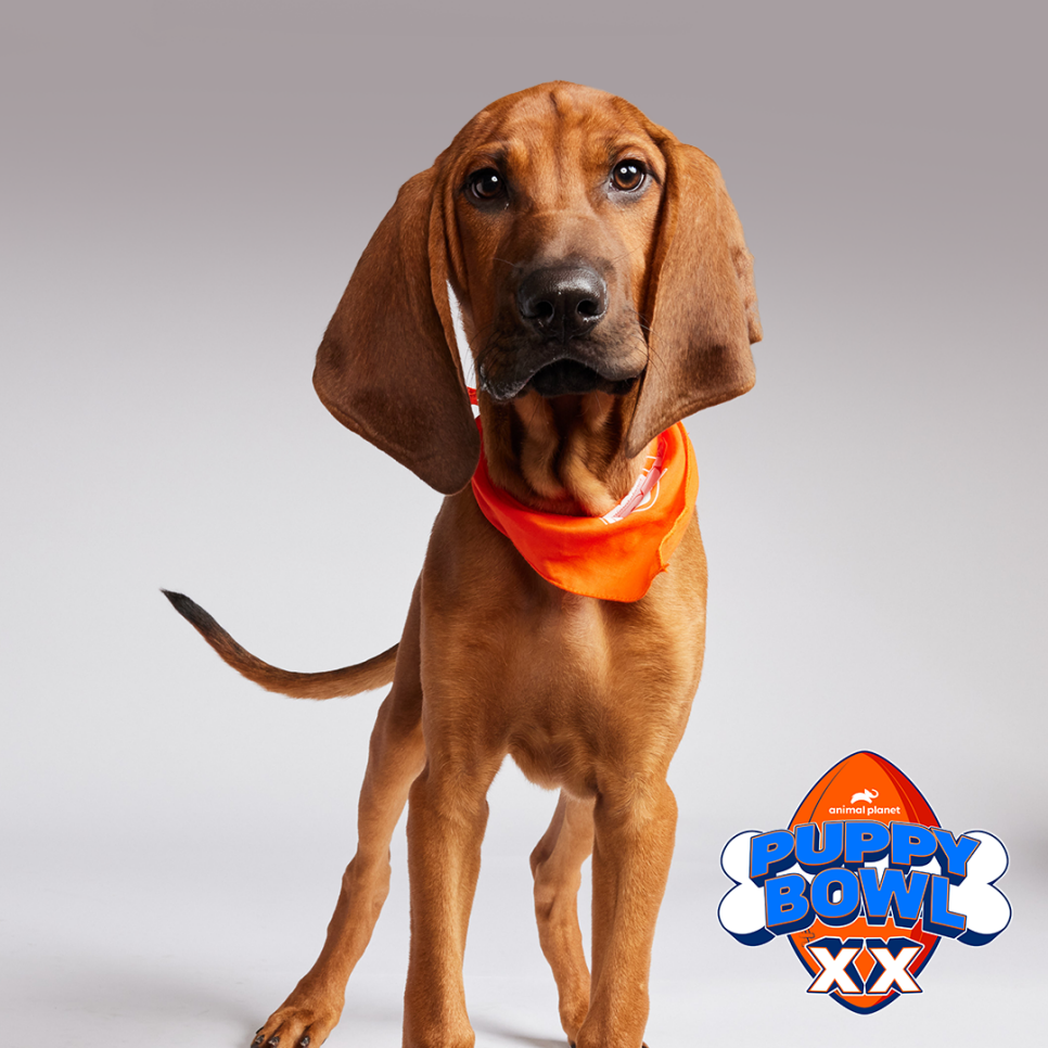 Helping Hounds Dog Rescue