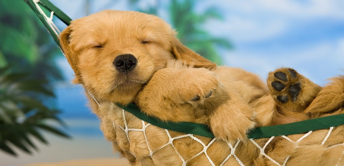 Helping Hounds Dog Rescue