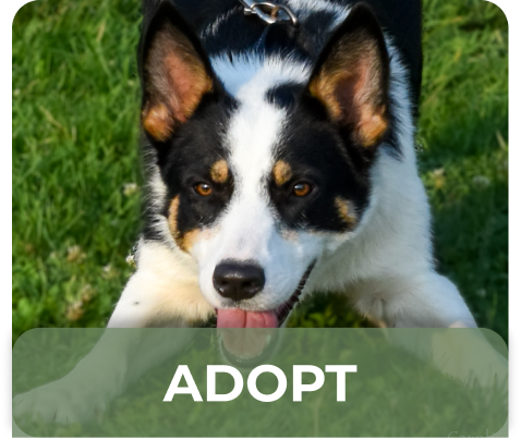 Helping Hounds Dog Rescue