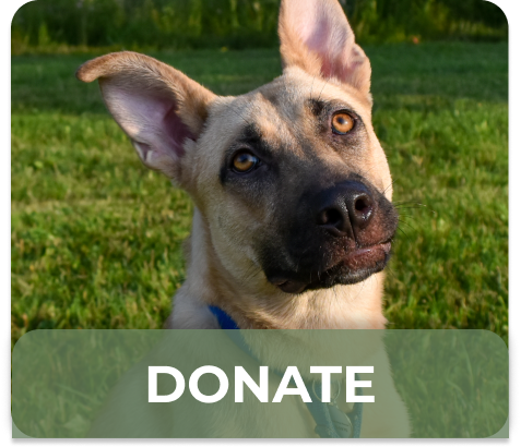 Helping Hounds Dog Rescue