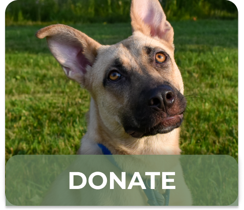 Helping Hounds Dog Rescue