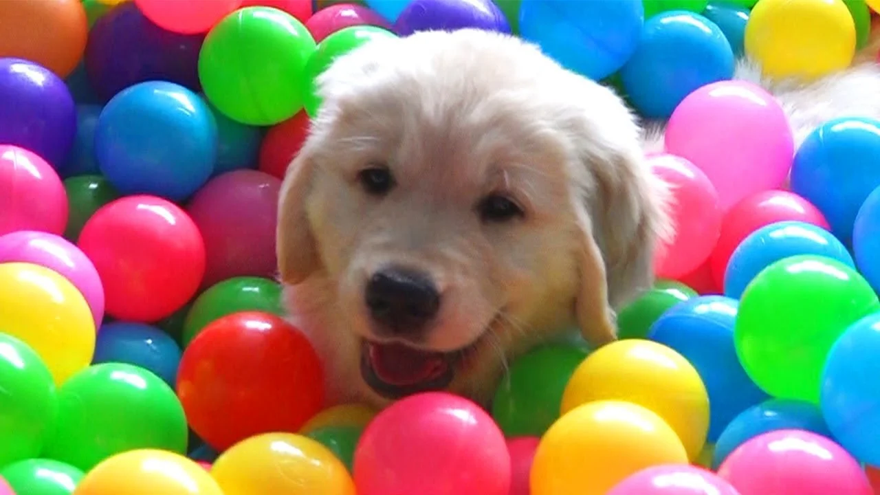 Helping Hounds Dog Rescue