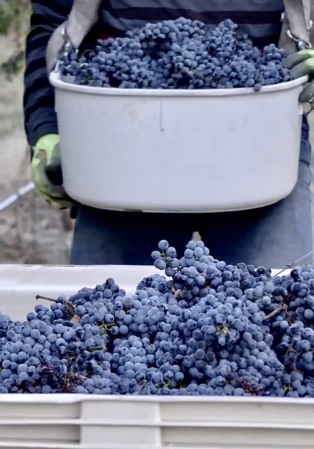 Exploring Washington State Wines: 10 Fascinating Facts — The Wine Chef