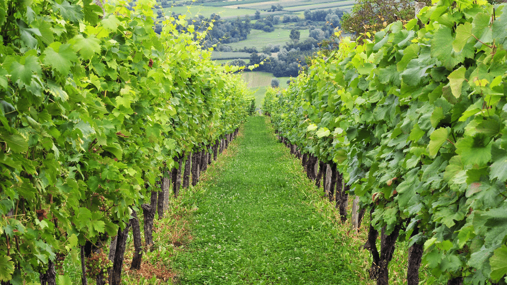 The Grapevine Effect and Defamation in the Age of Social Media ...