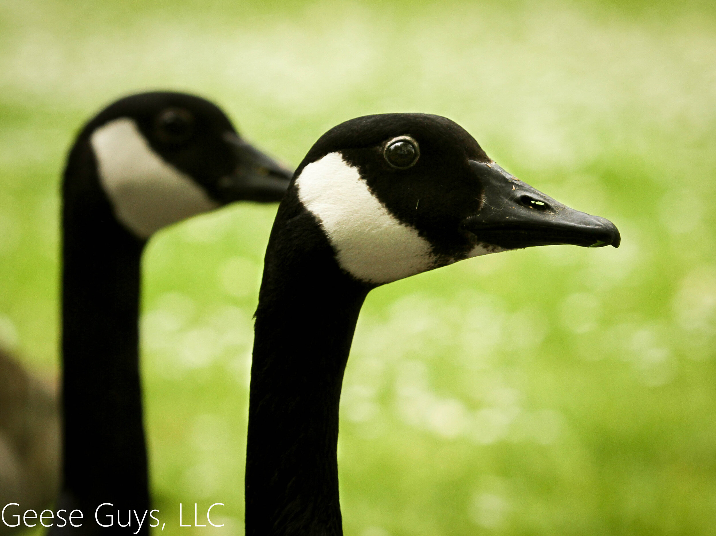 Identifying Canada Geese vs Cackling Geese — Geese Guys Identifying Canada Geese vs Cackling Geese — Geese Guys