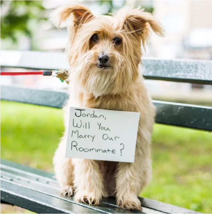 Dog Says Yes