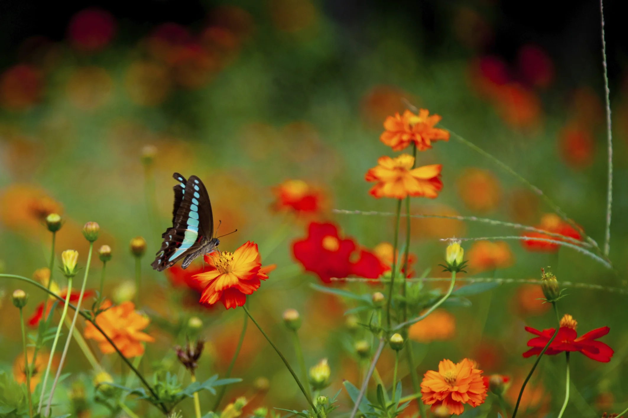 Dream Life Ignited with Margie Ziegler