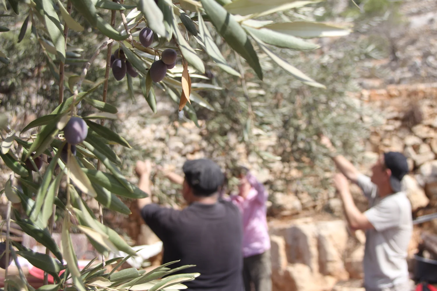Plant an Olive Tree in Palestine — Plant een Olijfboom